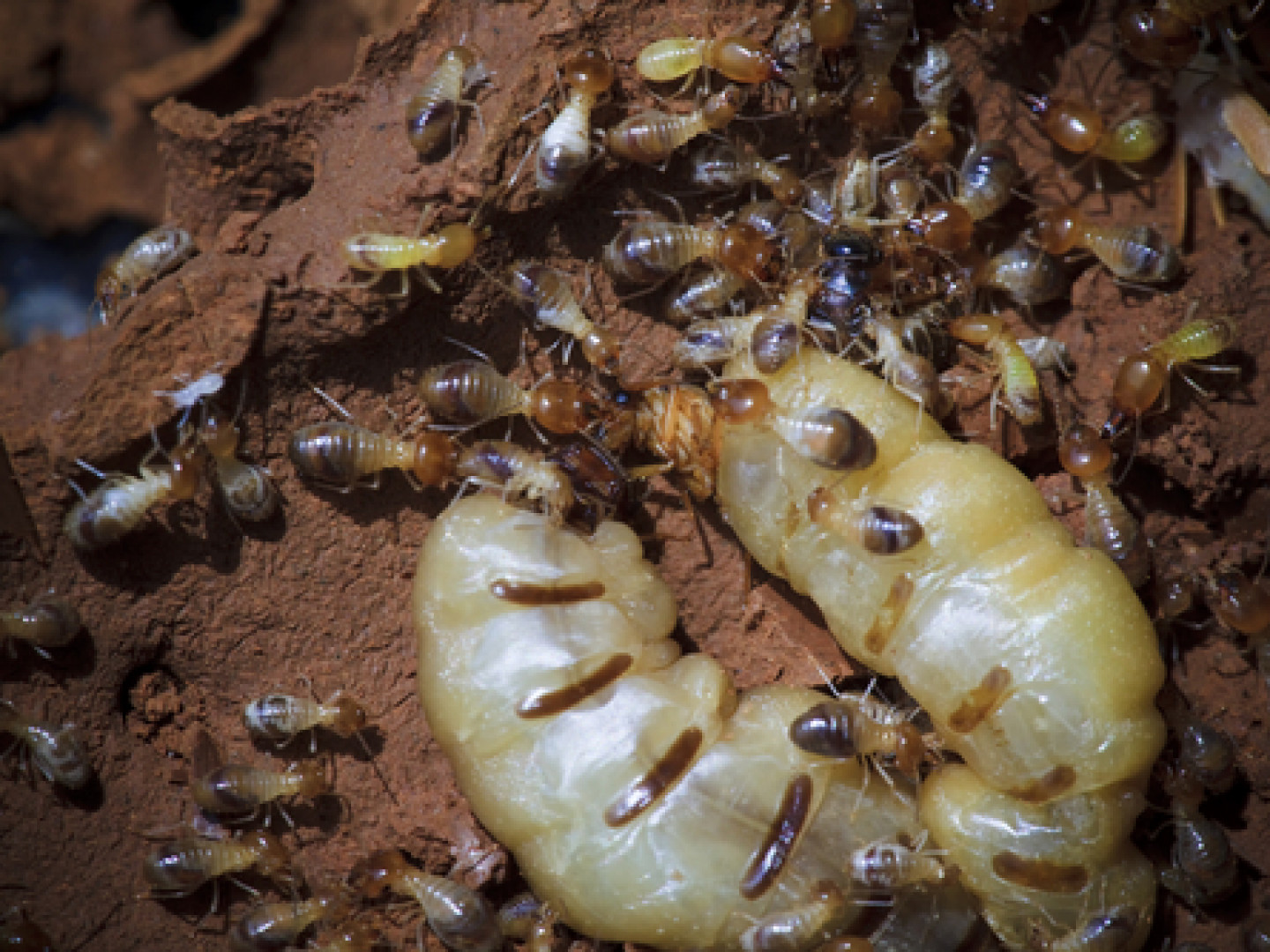 Termite Services, Termite Extermination | Tyler, TX | Davis ...